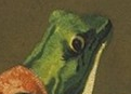 Frog Murder Christmas